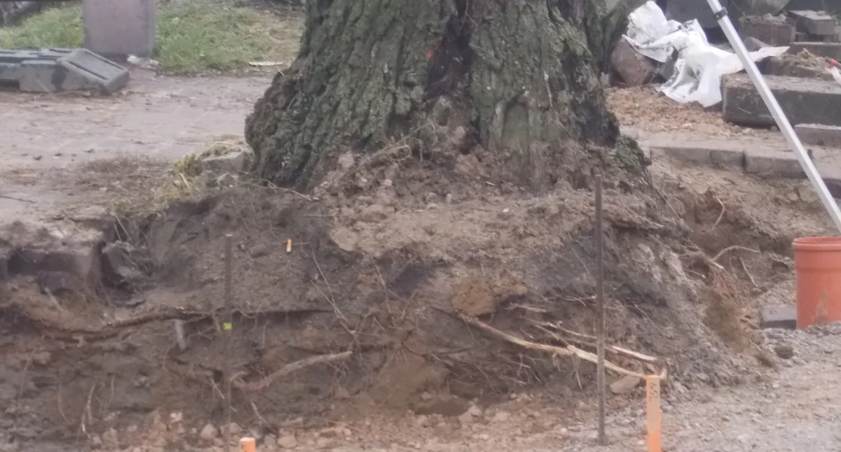 Czytelnik: Ciekawe, co o tym drzewie powiedziałby dendrolog? Czy przetrwa, czy też obumrze, jak ...