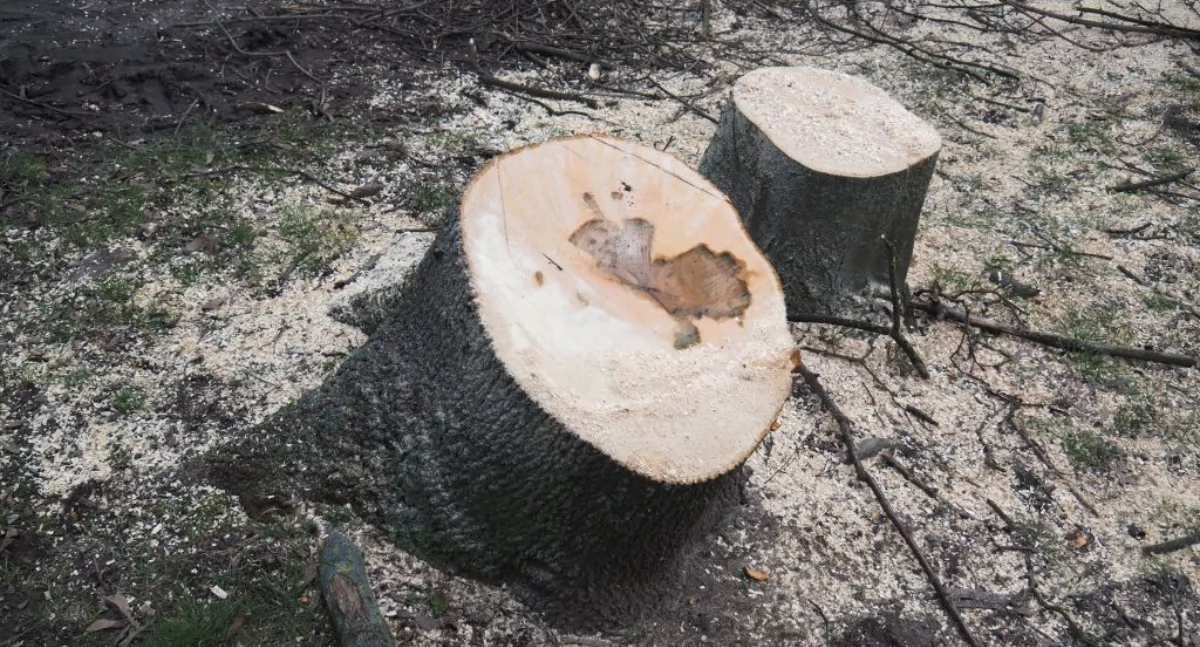 Dendrolog Ernest Rudnicki: Tylko kilka z tych drzew nadawało się do wycięcia. Wiele z nich można ...