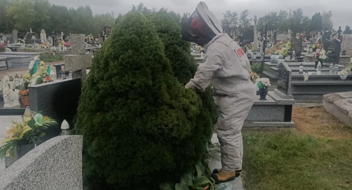 Strażacy z Kamieńska usuwali gniazdo os. Niebezpieczne owady gniazdo ...
